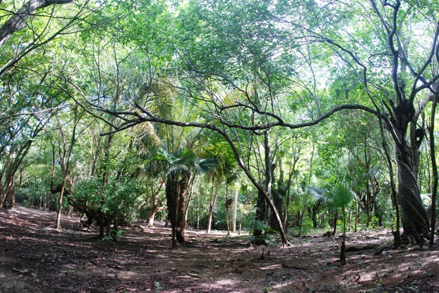 Hiking Trail and Arboretum – Magens Bay Authority | Official Website